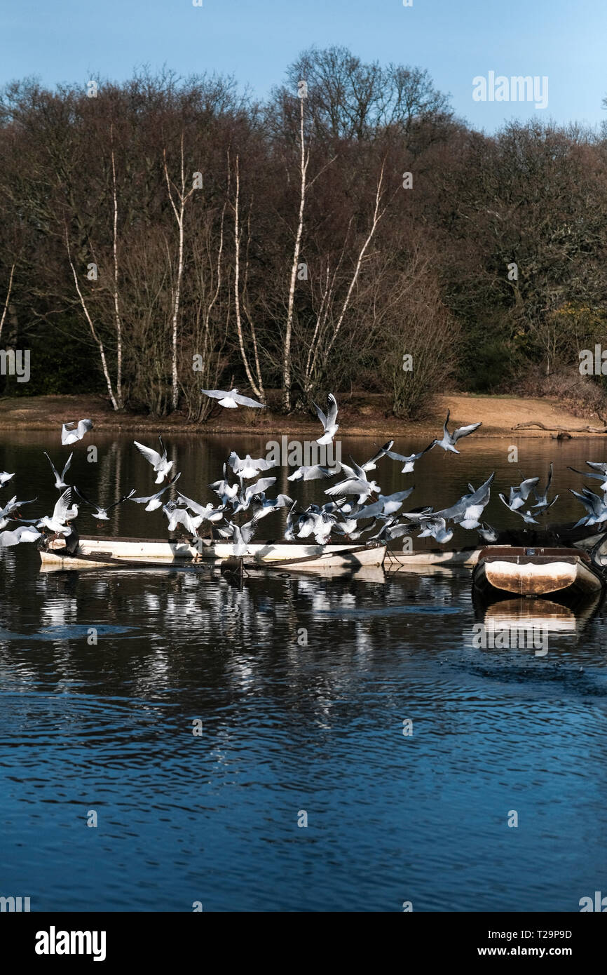Hollow ponds epping forest hi-res stock photography and images - Alamy