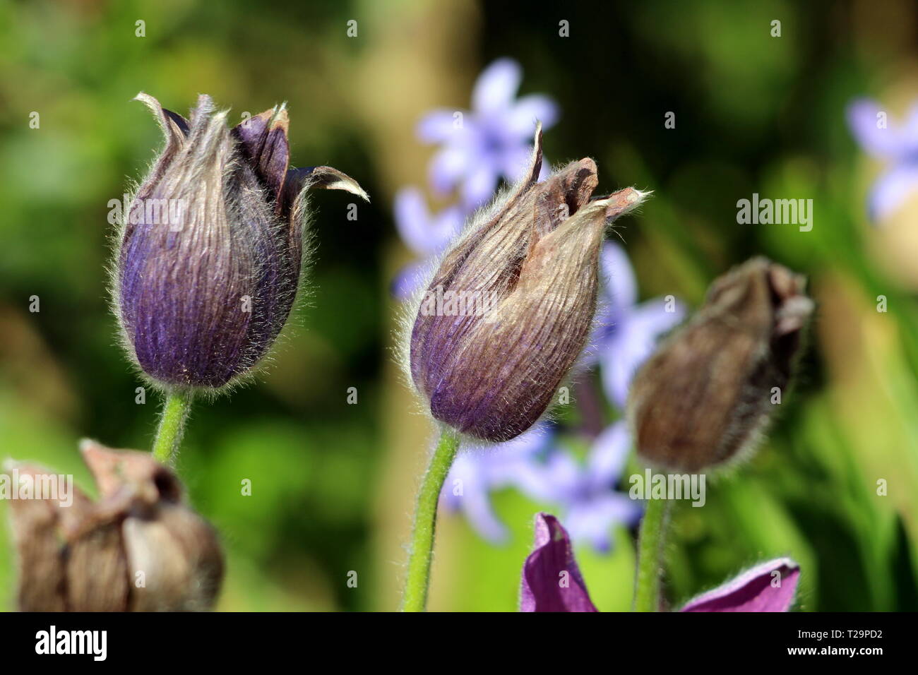 Three pasque flowers hi-res stock photography and images - Alamy