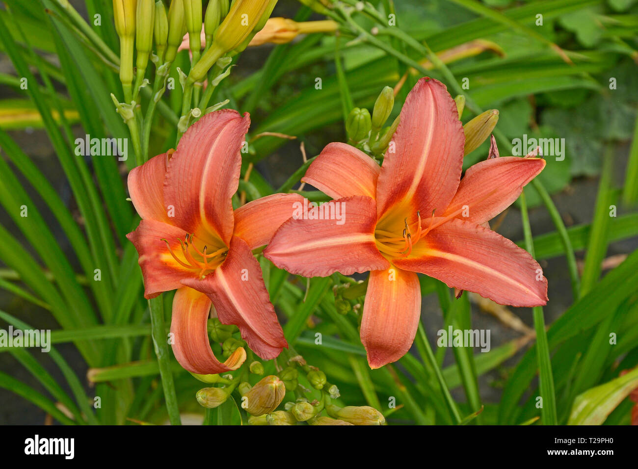 Firecracker flower hi-res stock photography and images - Alamy