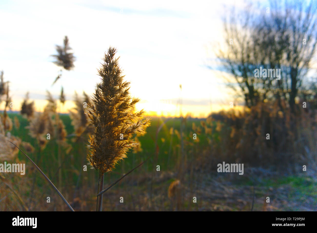 Reeds growing on beach hi-res stock photography and images - Alamy