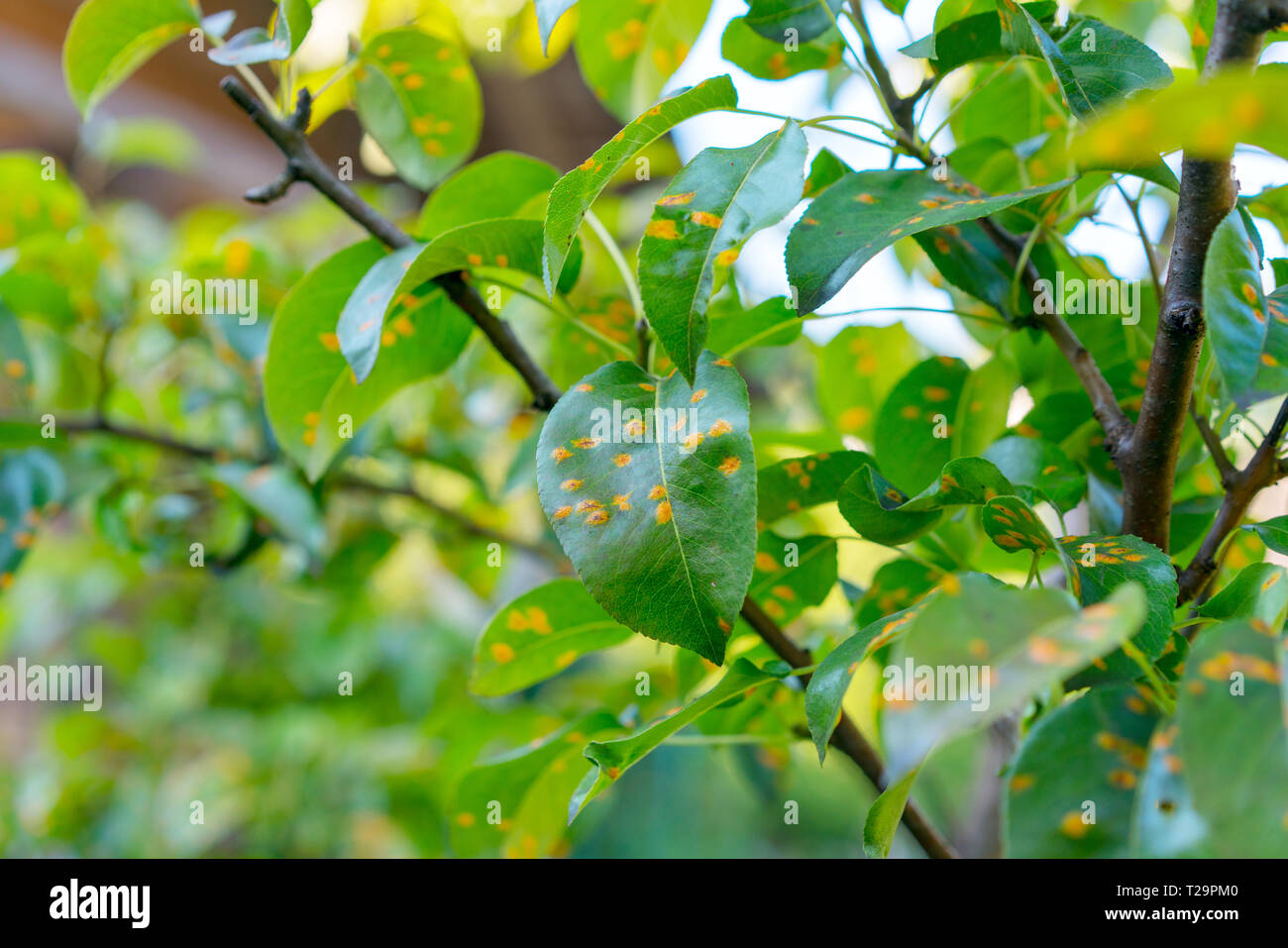 Diseased pear hi-res stock photography and images - Alamy
