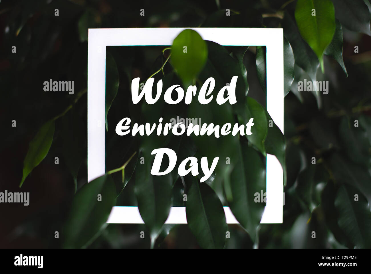 Square frame with world environment day text on green plant leaves ...