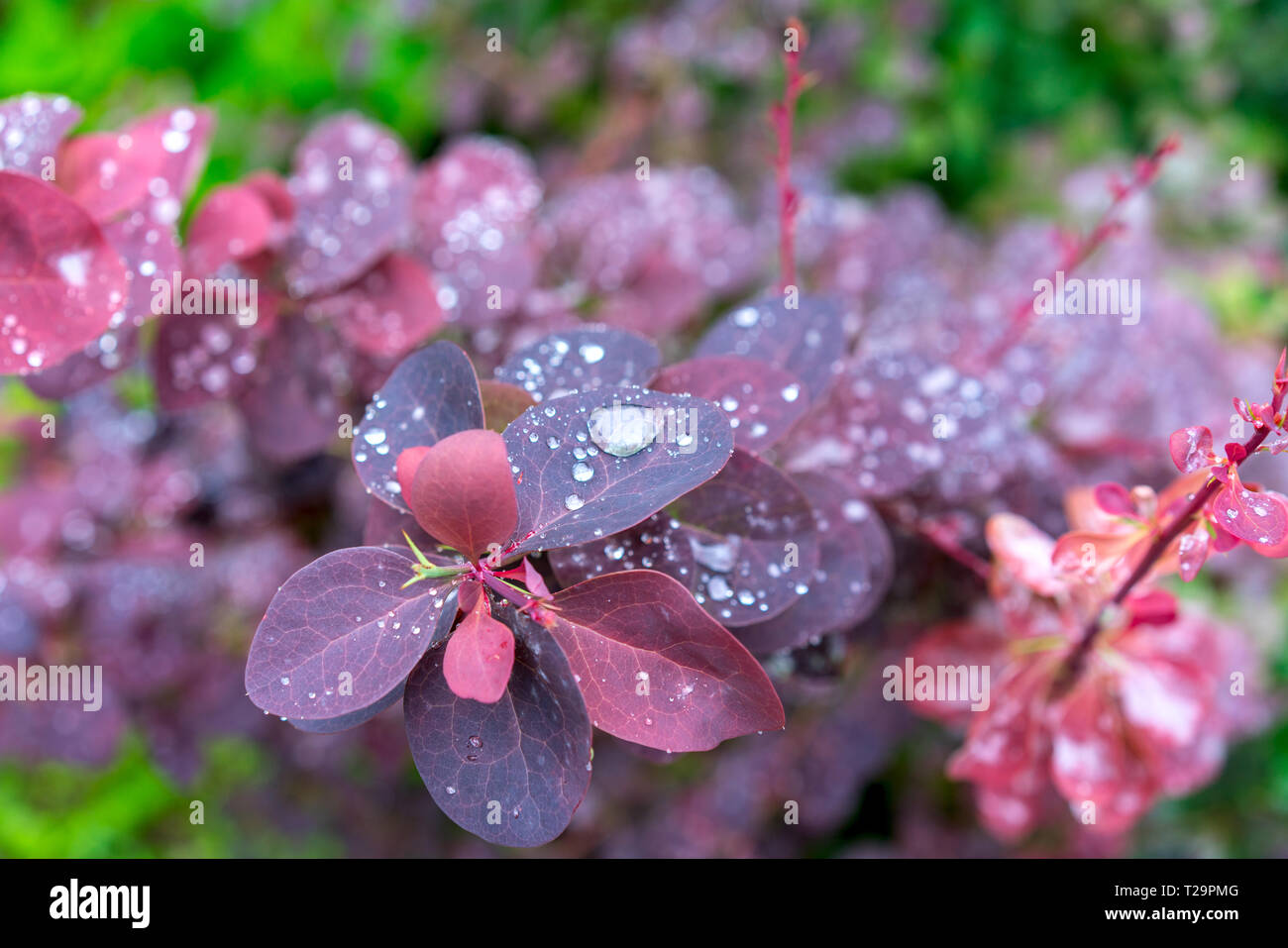 Deciduous tree dew drops hi-res stock photography and images - Alamy