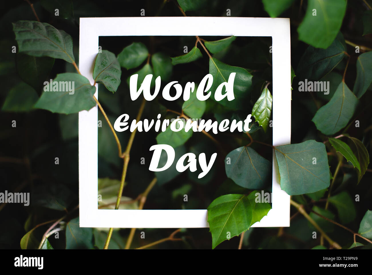 Square frame with world environment day text on green plant leaves ...