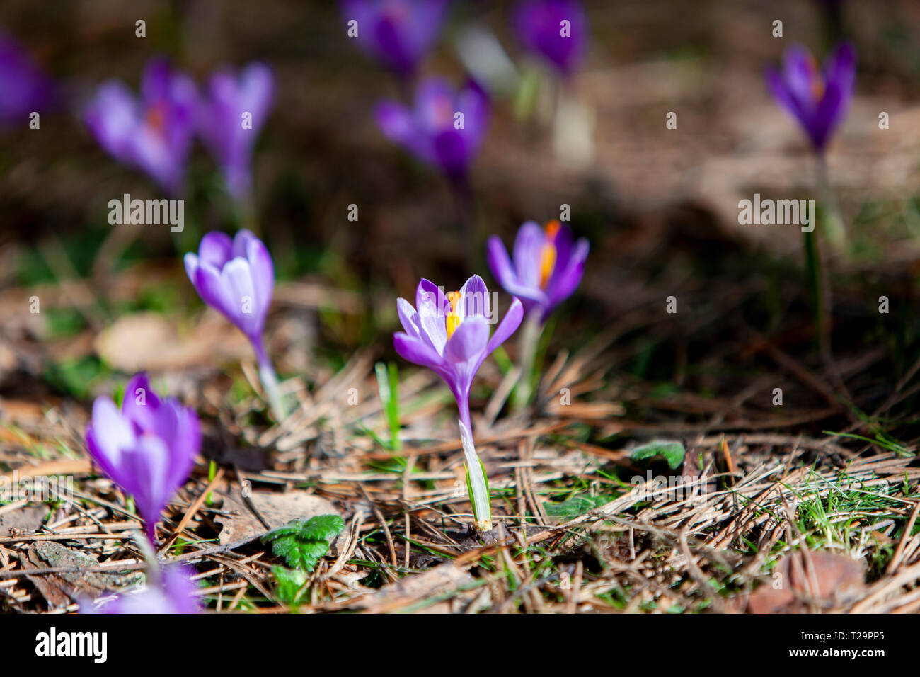 First flowers crocuses bloom under bright sunlight as background Stock ...