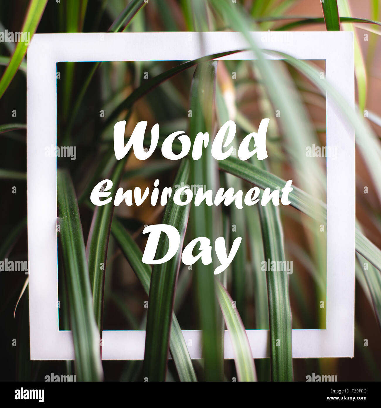 Square frame with world environment day text on green plant leaves ...