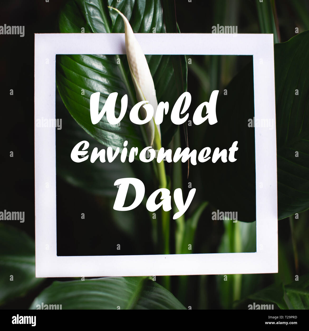 Square frame with world environment day text on green plant leaves ...