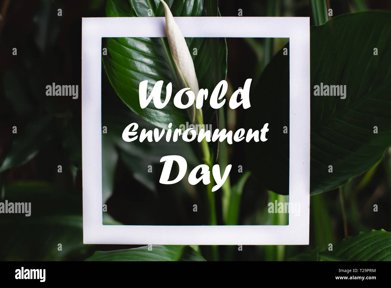 Square frame with world environment day text on green plant leaves ...