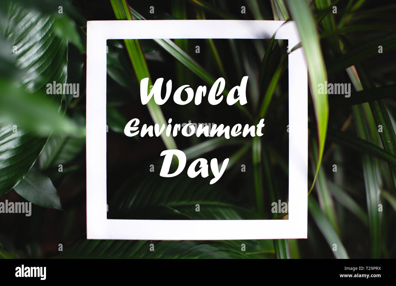Square frame with world environment day text on green plant leaves ...
