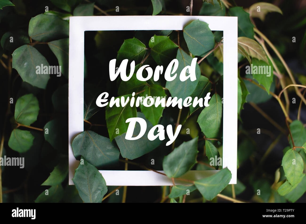Square frame with world environment day text on green plant leaves ...
