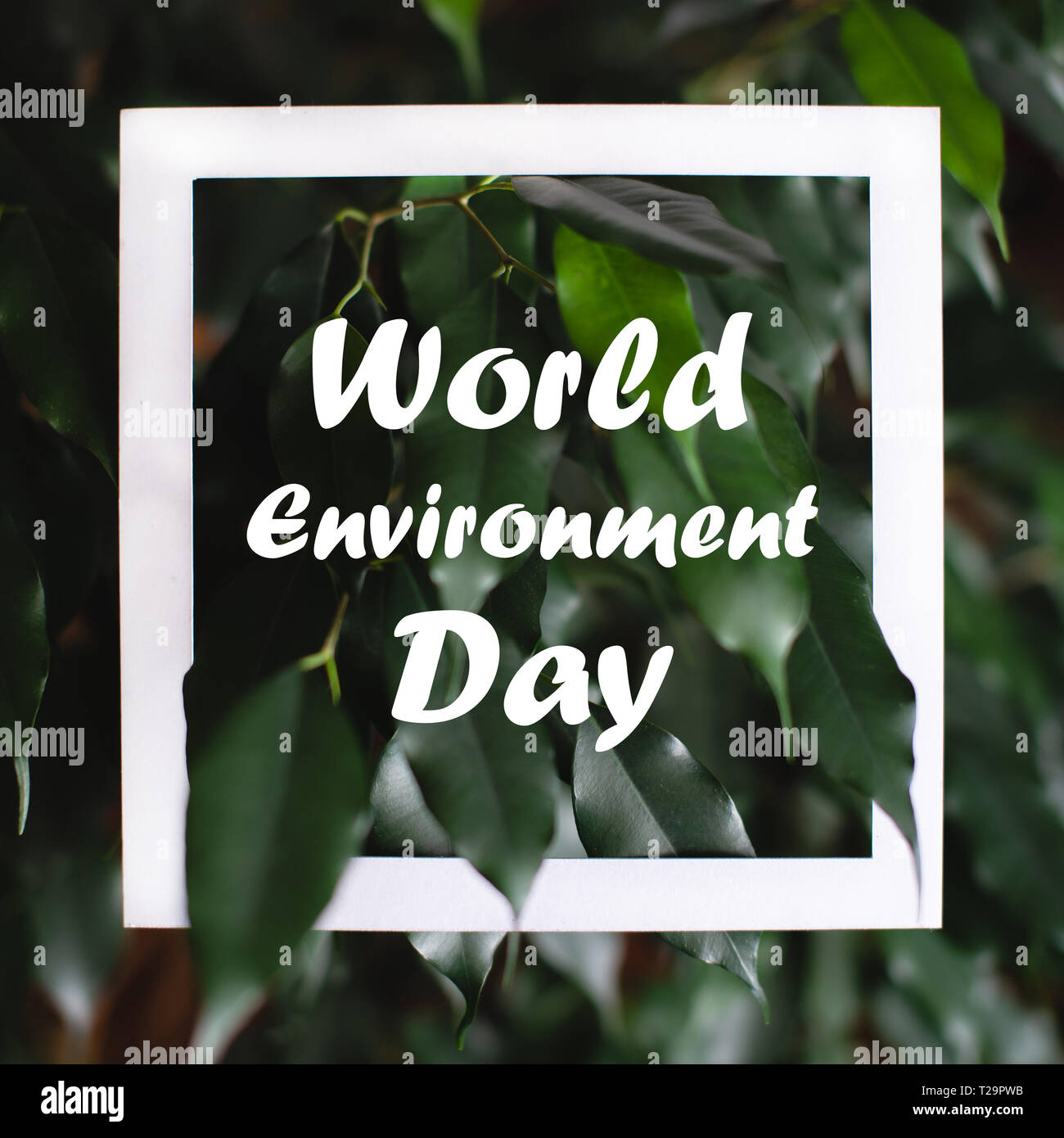 Square frame with world environment day text on green plant leaves ...