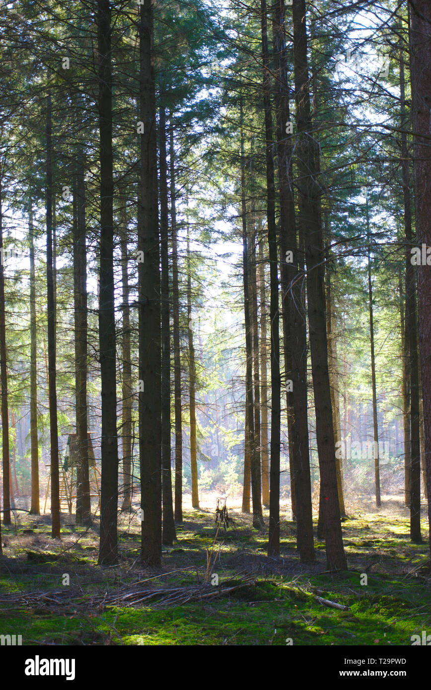 A high stand in the forest between trees Stock Photo - Alamy