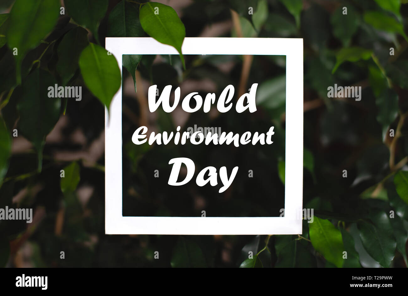 Square frame with world environment day text on green plant leaves ...