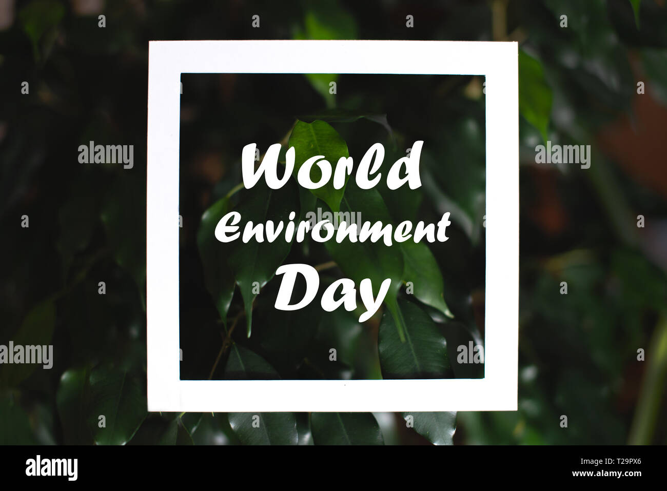 Square frame with world environment day text on green plant leaves ...