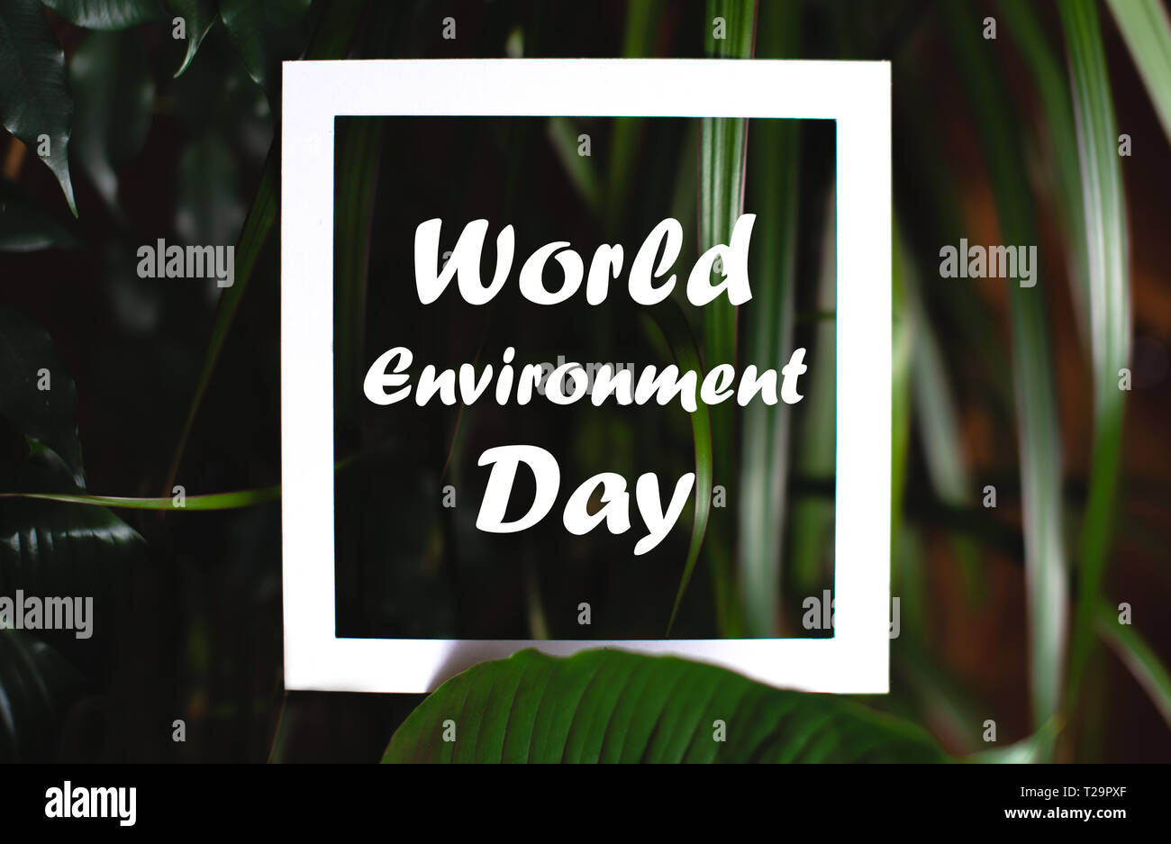 Square frame with world environment day text on green plant leaves ...