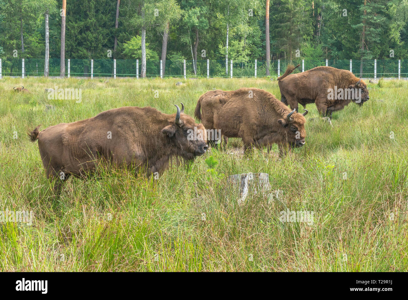 Bison wisent project hi-res stock photography and images - Alamy