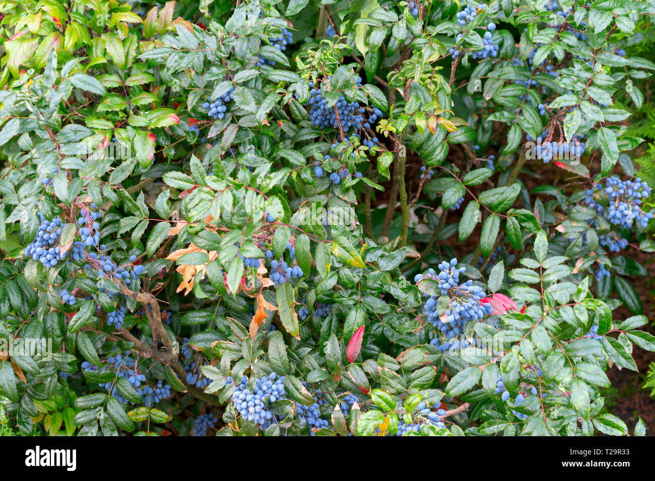 Magonia hi-res stock photography and images - Alamy
