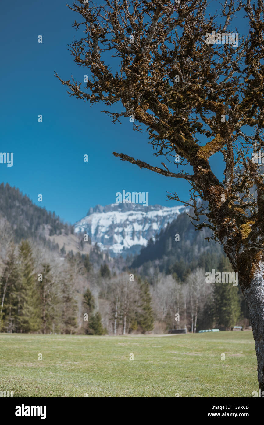 Spring impressions from marbach, emmental entlebuch switzerland, alps ...