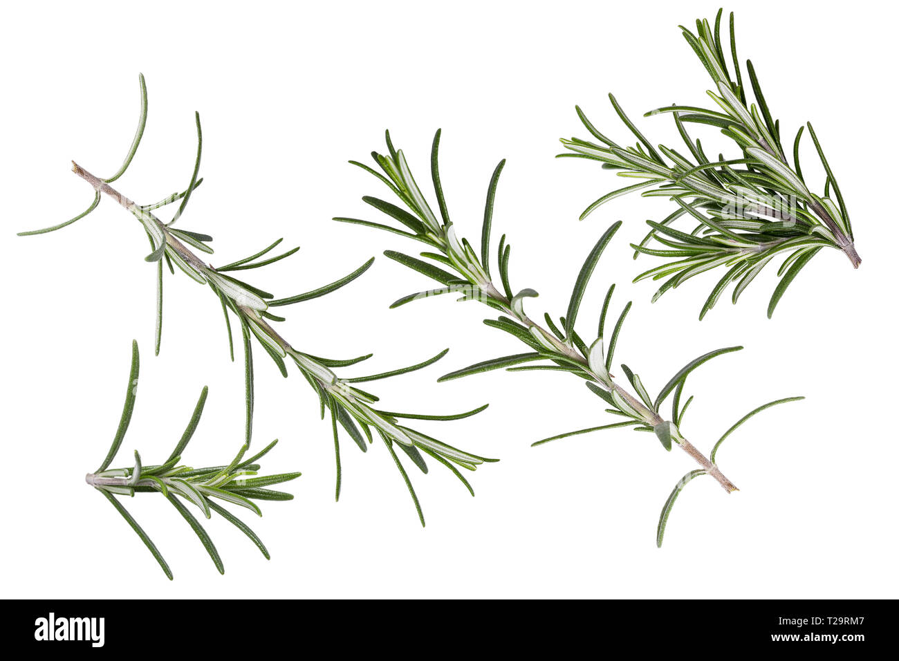 Flying herbs concept. Fresh organic rosemary sprigs isolated on white ...