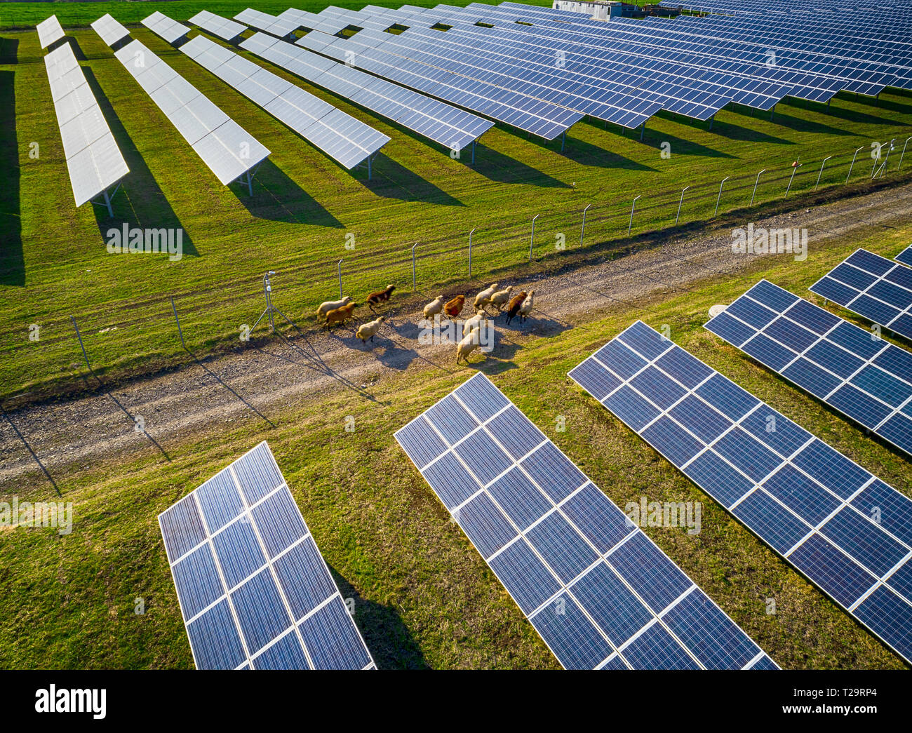 Solar farm sheep hi-res stock photography and images - Alamy