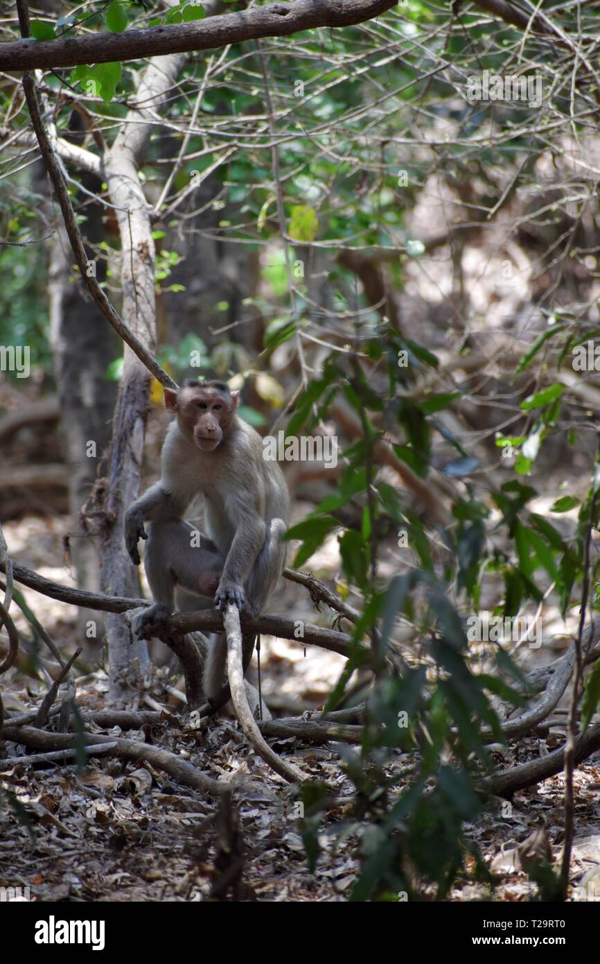 Monkey pose hi-res stock photography and images - Alamy