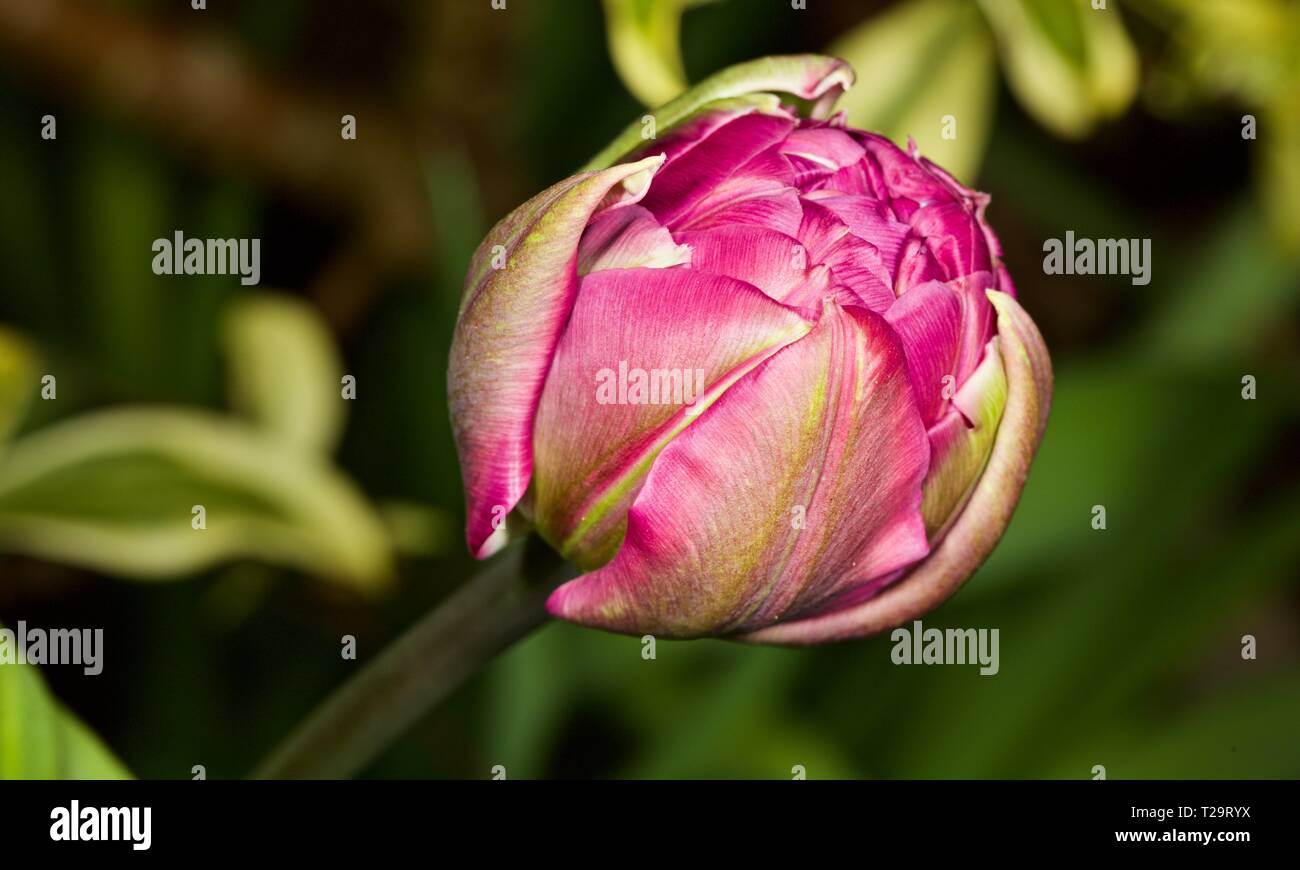 Tulipa purple elegance hi-res stock photography and images - Alamy