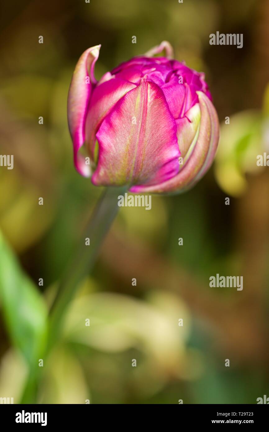 Tulipa purple elegance hi-res stock photography and images - Alamy