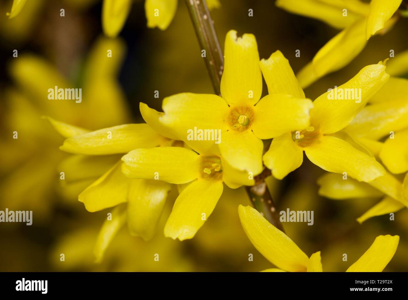 Forsythia Hedge High Resolution Stock Photography and Images - Alamy
