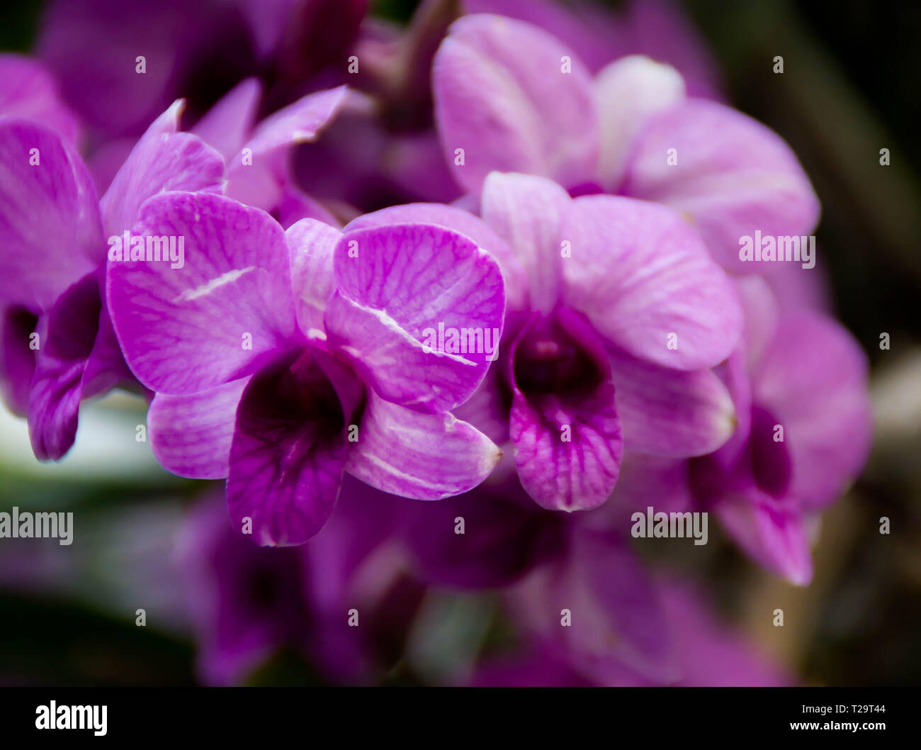 the deep Pink Orchid Stock Photo - Alamy