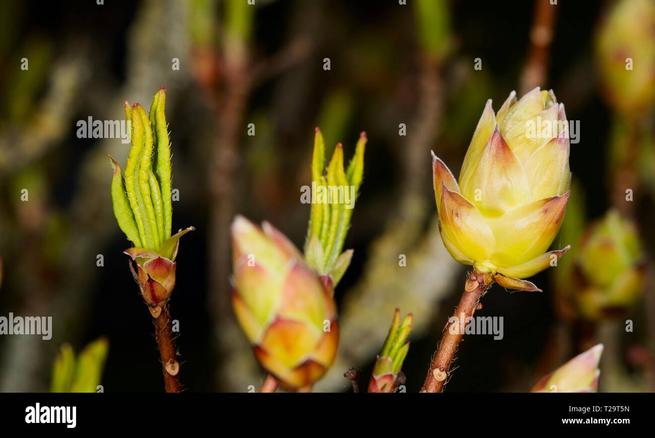 Azalea buds in early spring Stock Photo - Alamy