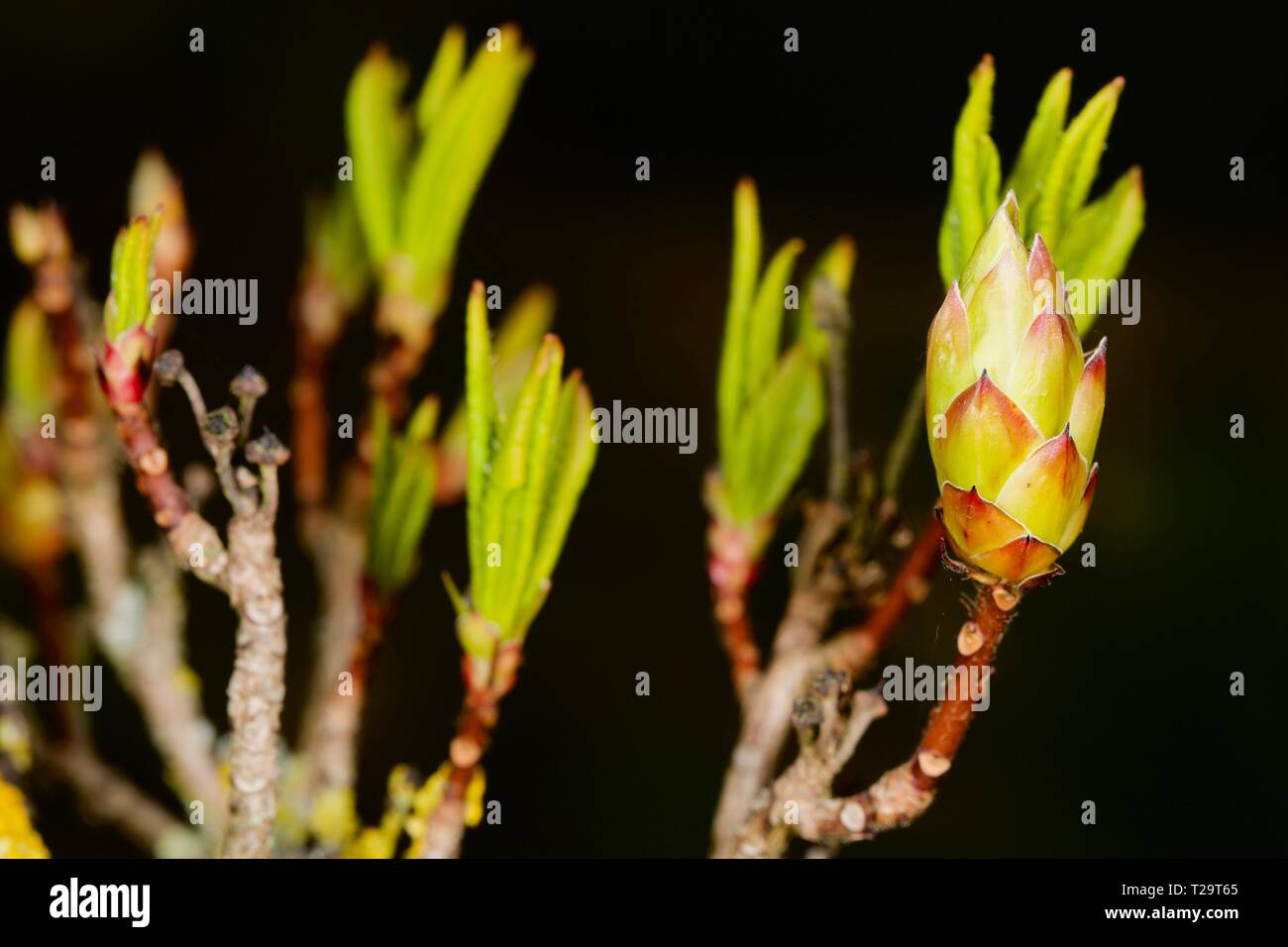 Azalea buds in early spring Stock Photo - Alamy