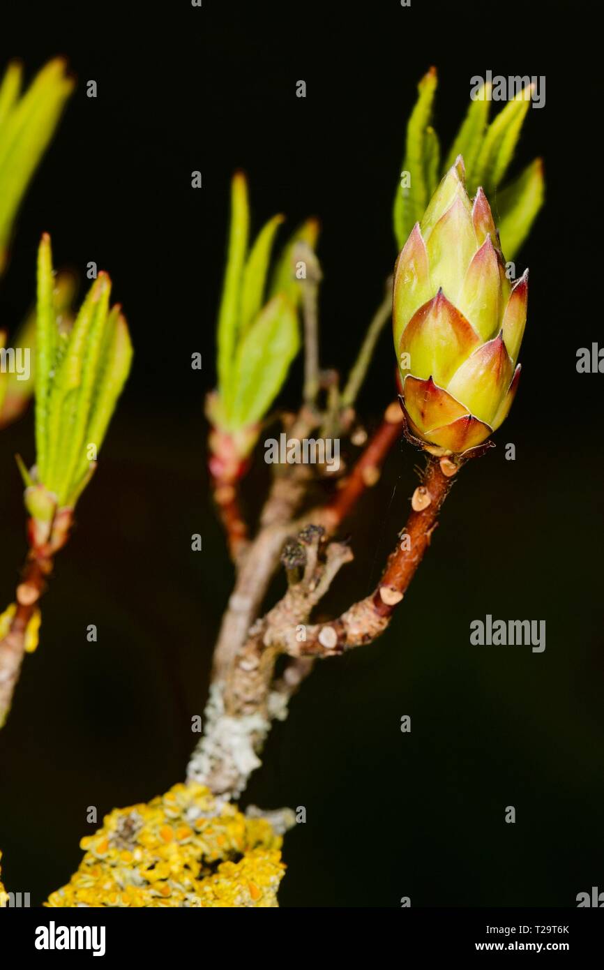 Azalea japonica in bloom hi-res stock photography and images - Alamy