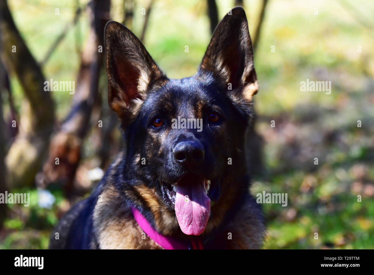 German Shepard Animal High Resolution Stock Photography and Images - Alamy
