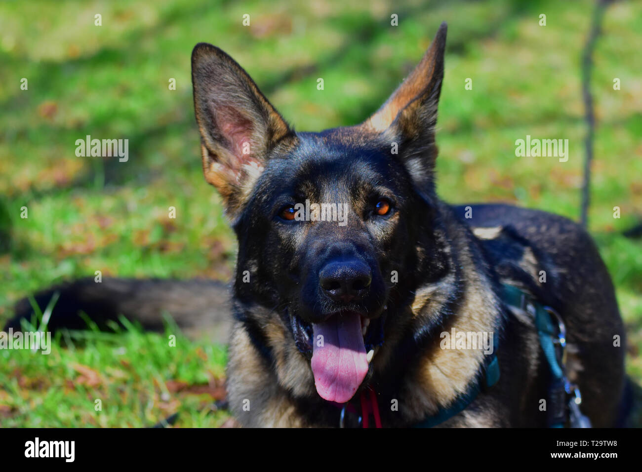 Shepard park hi-res stock photography and images - Alamy