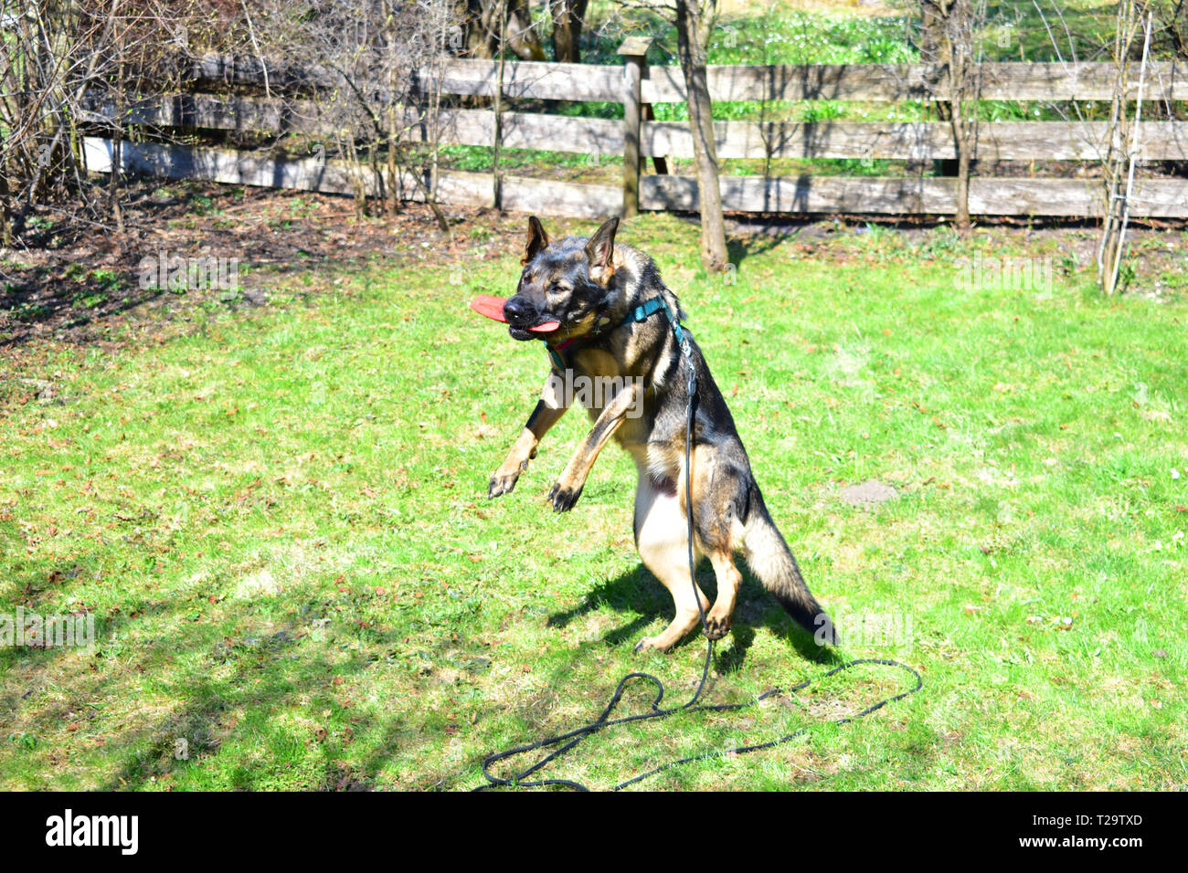German shepard dog hi-res stock photography and images - Alamy