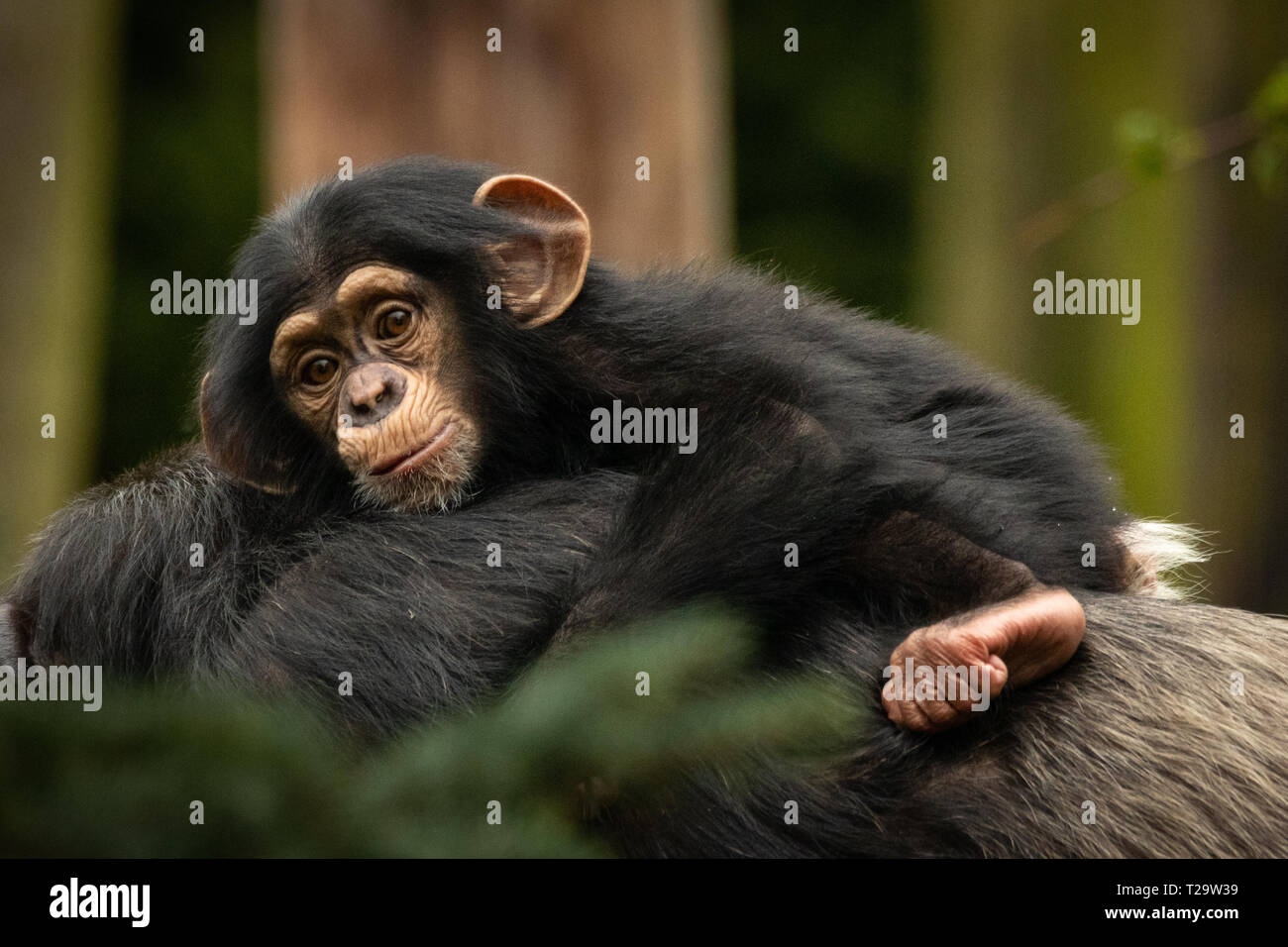 Chimpanzee baby hi-res stock photography and images - Alamy