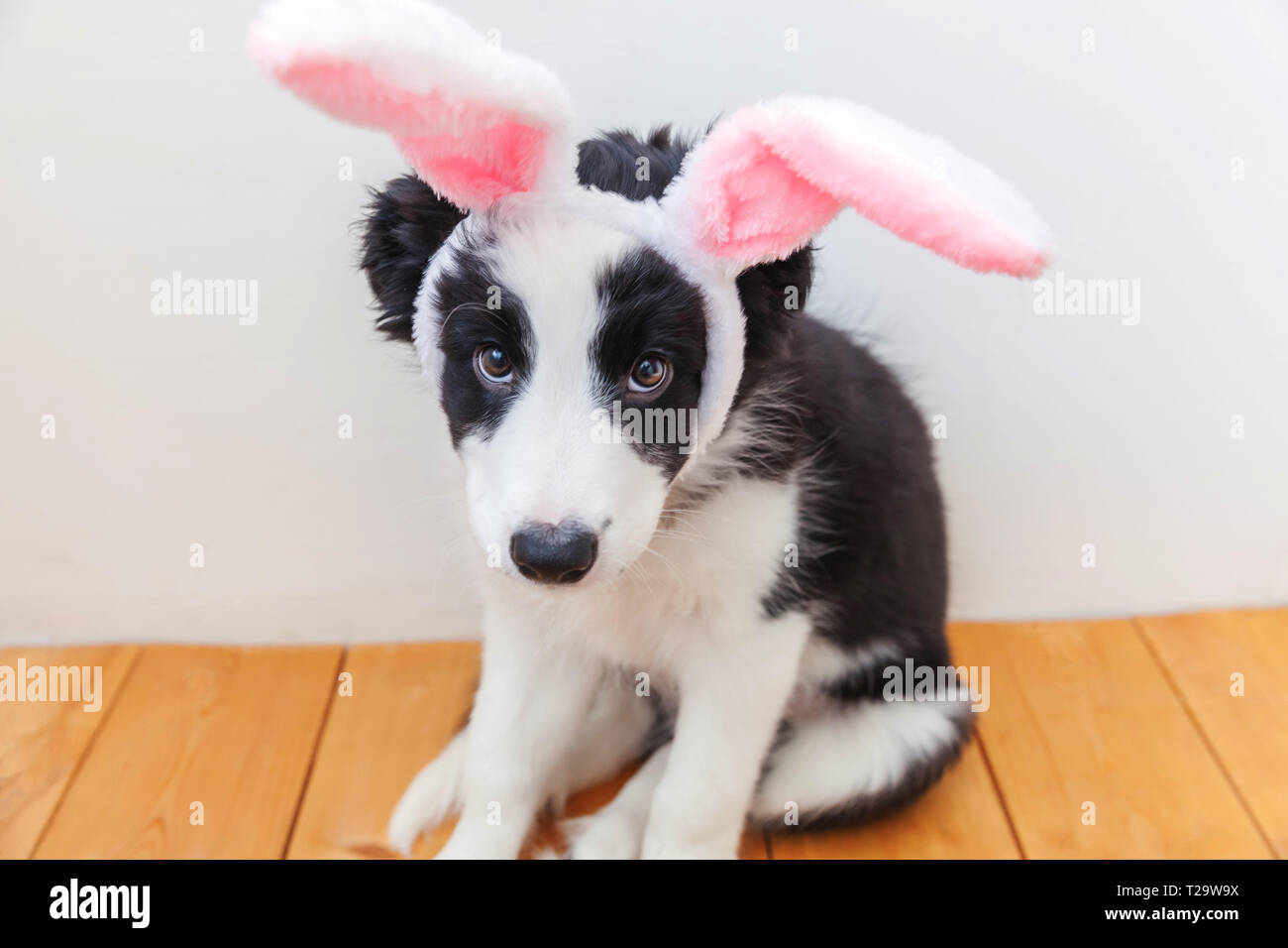 Happy Easter concept. Funny portrait of cute smilling puppy dog border ...