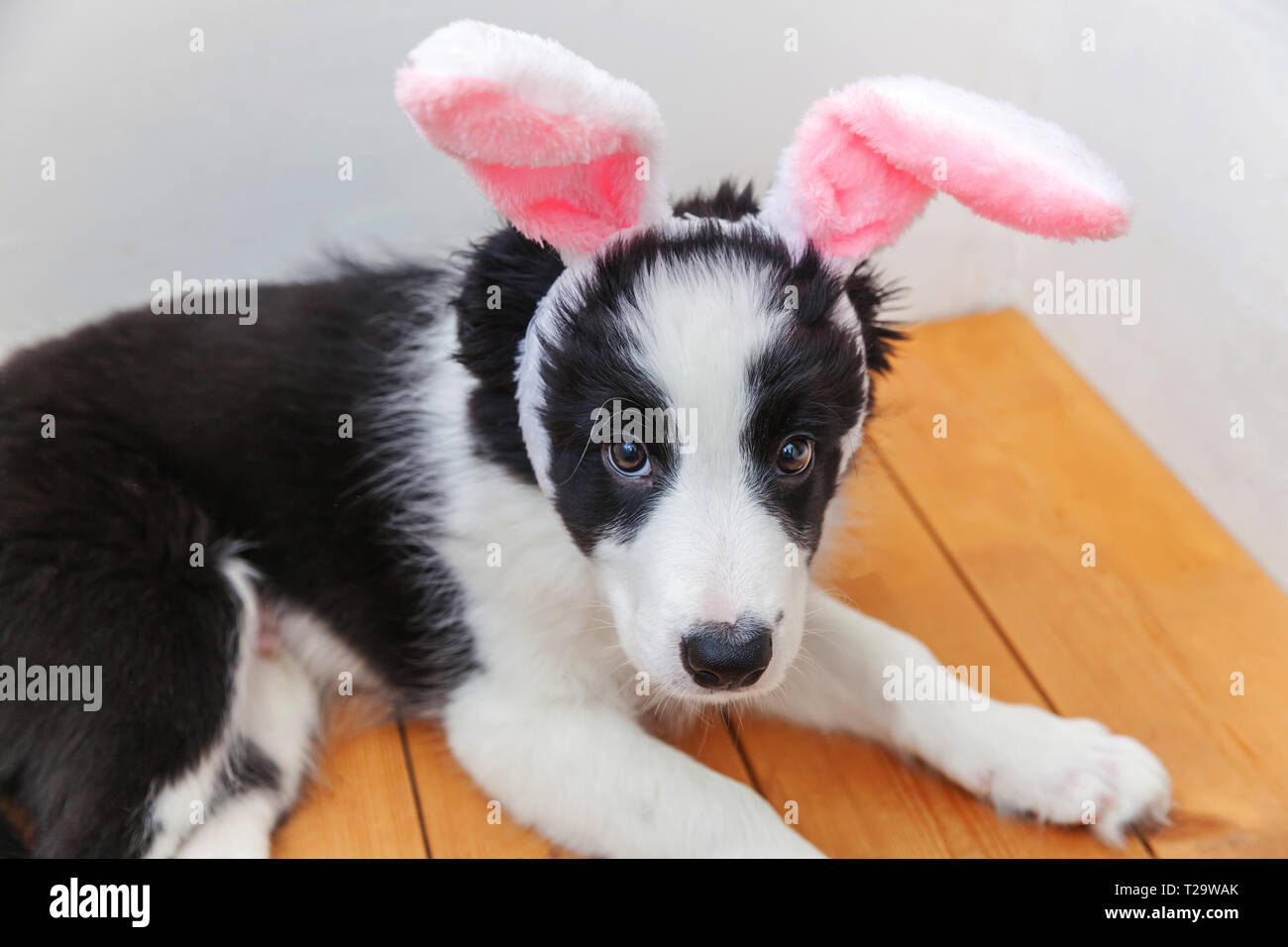 Happy Easter concept. Funny portrait of cute smilling puppy dog border ...