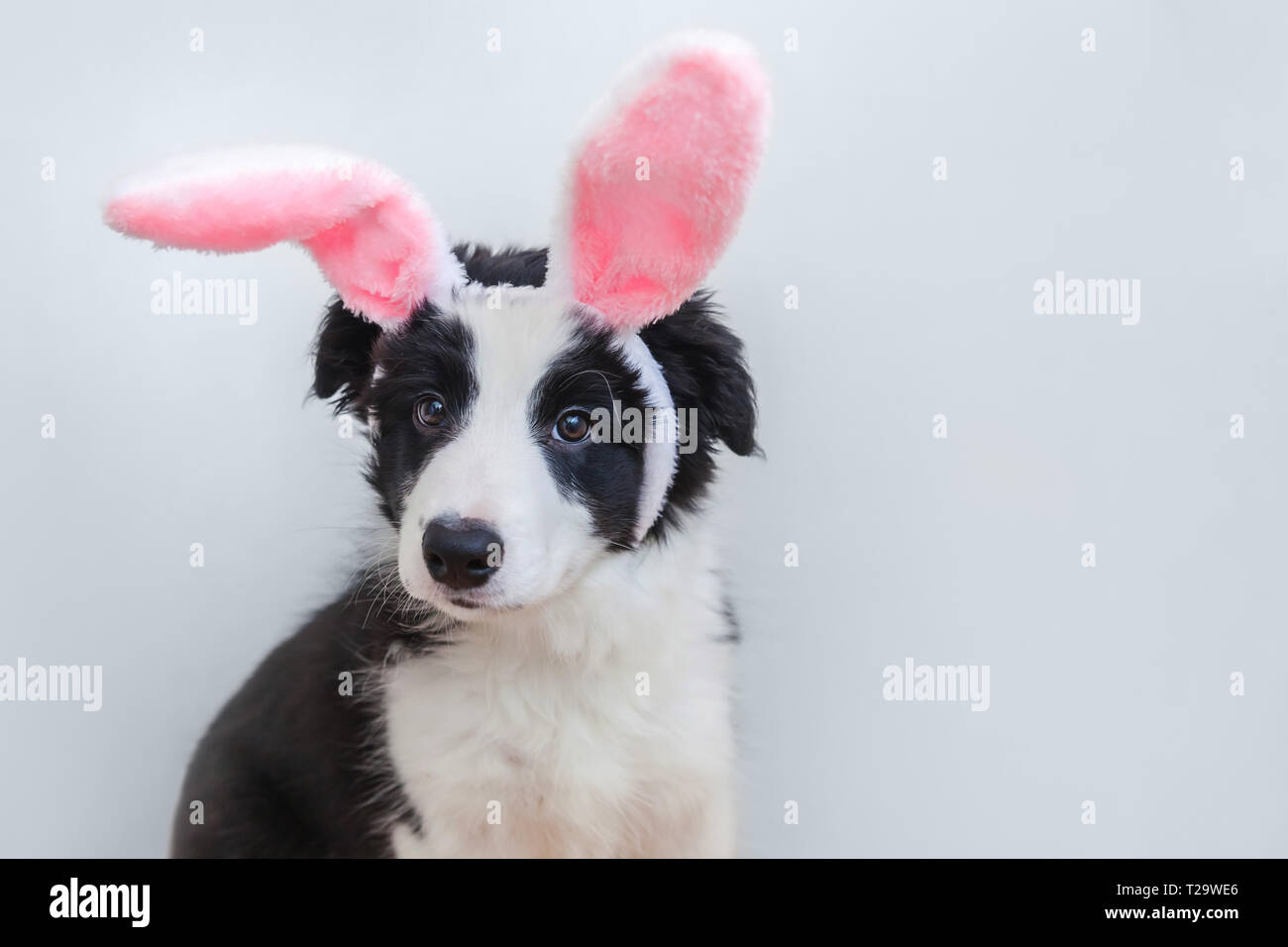 Happy Easter concept. Funny portrait of cute smilling puppy dog border ...