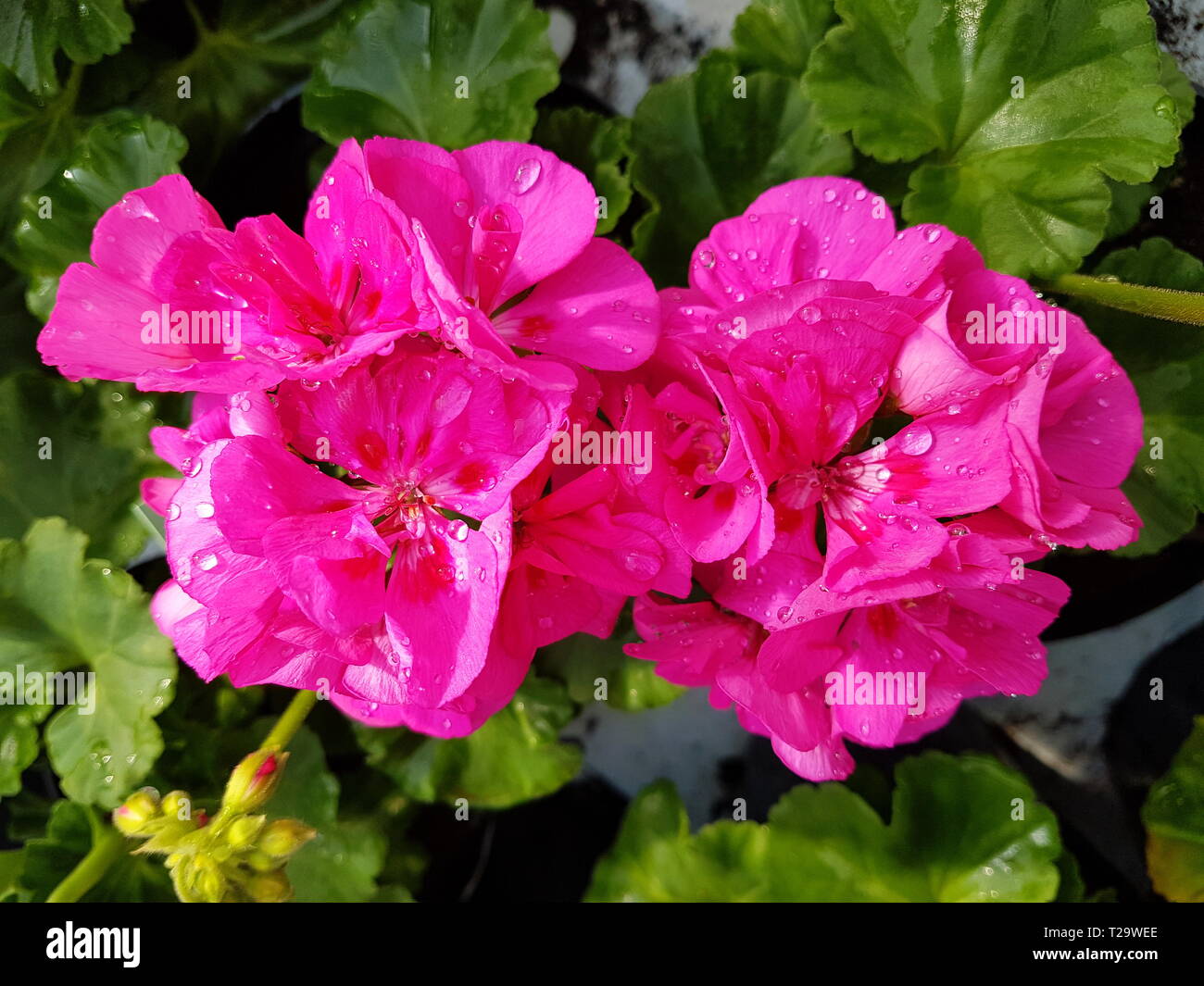 Pelargonium domesticum hi-res stock photography and images - Alamy