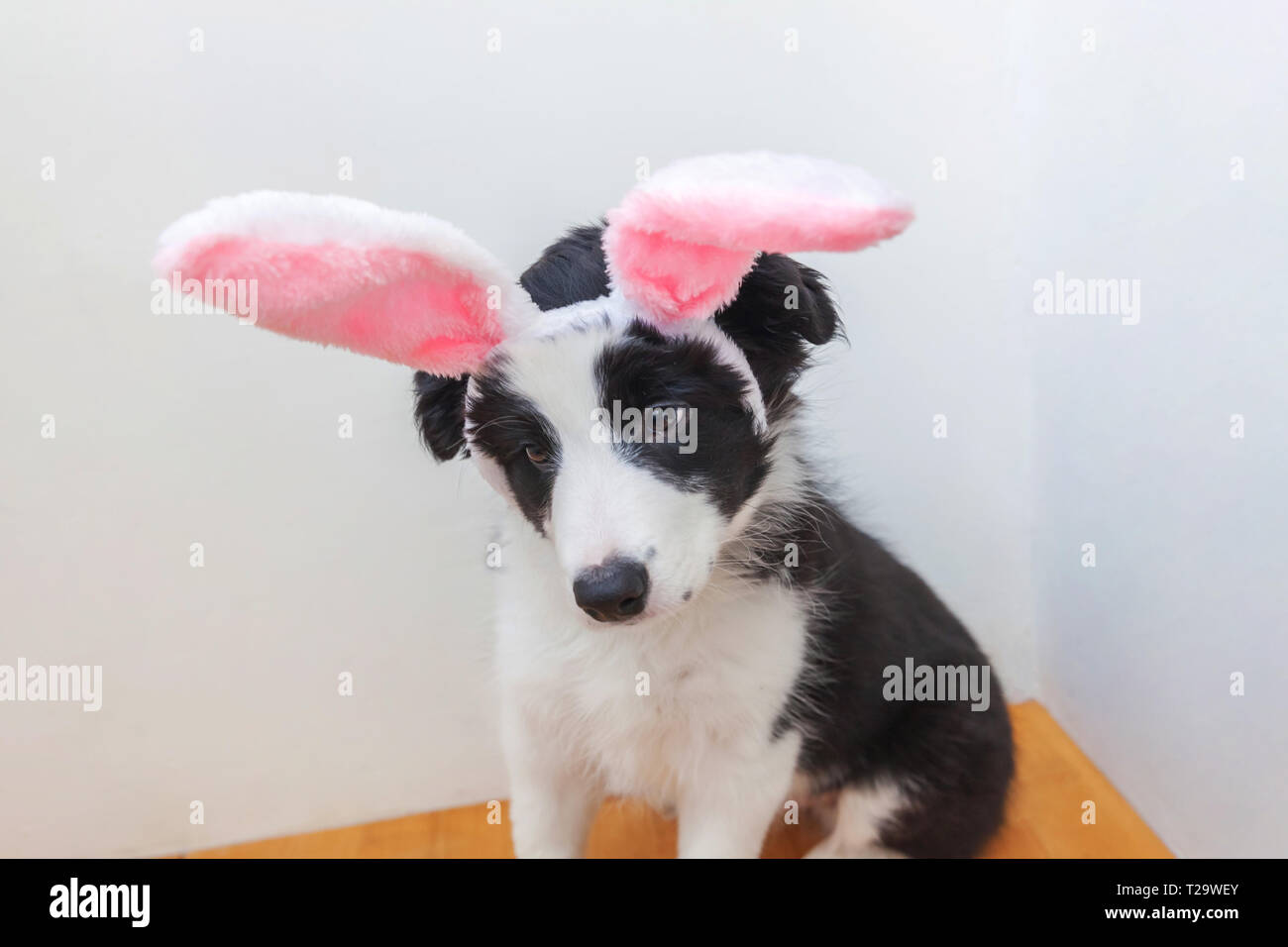 Happy Easter concept. Funny portrait of cute smilling puppy dog border ...