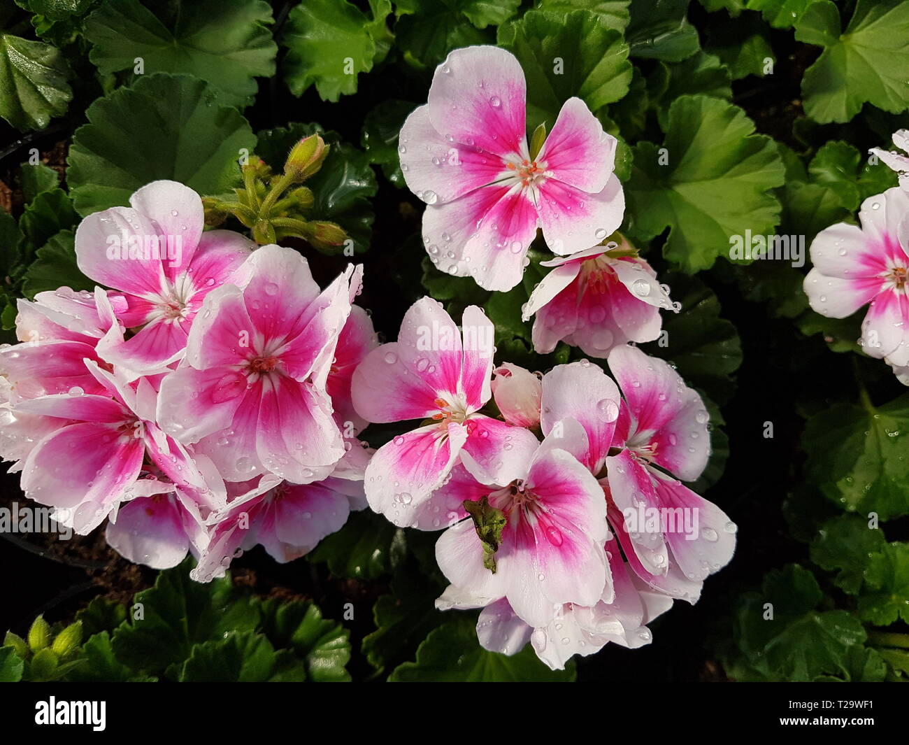 Double coloured pink and white geranium flowers Stock Photo - Alamy