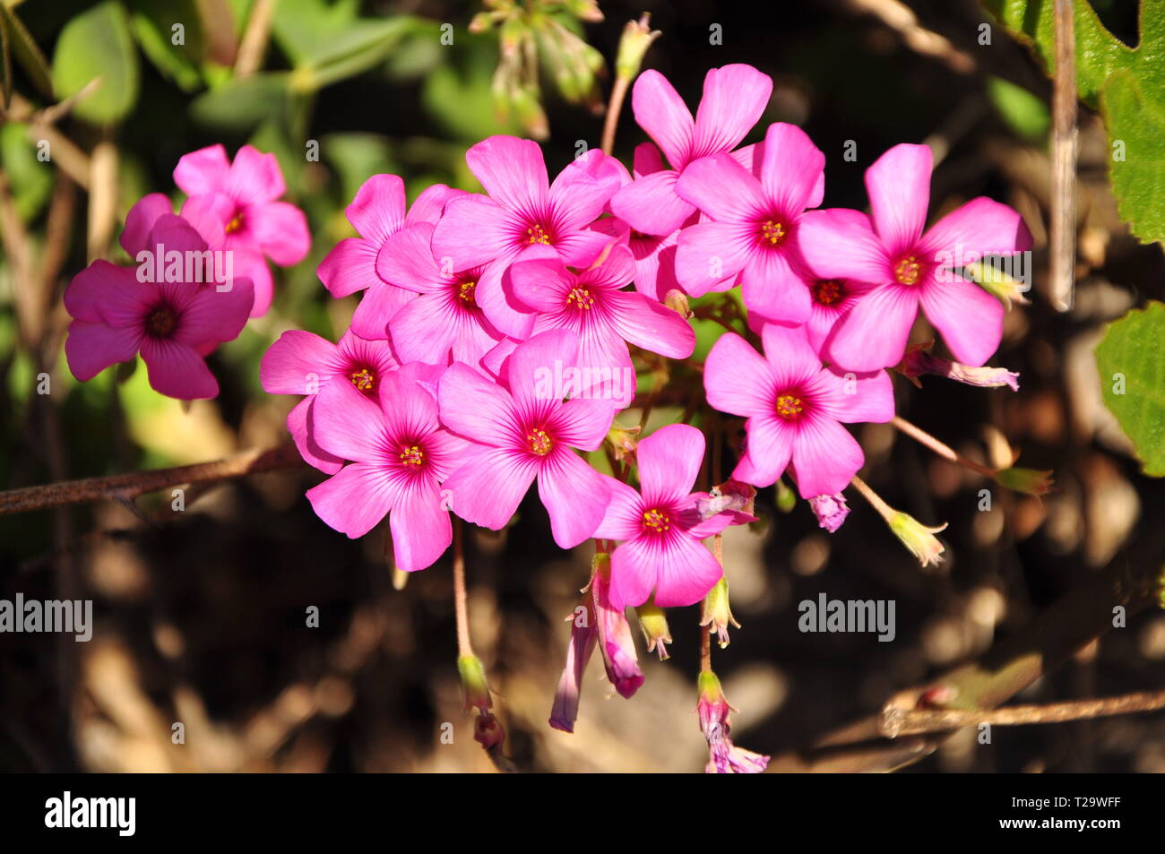 Pretty pink small spring flowers in the garden Stock Photo - Alamy