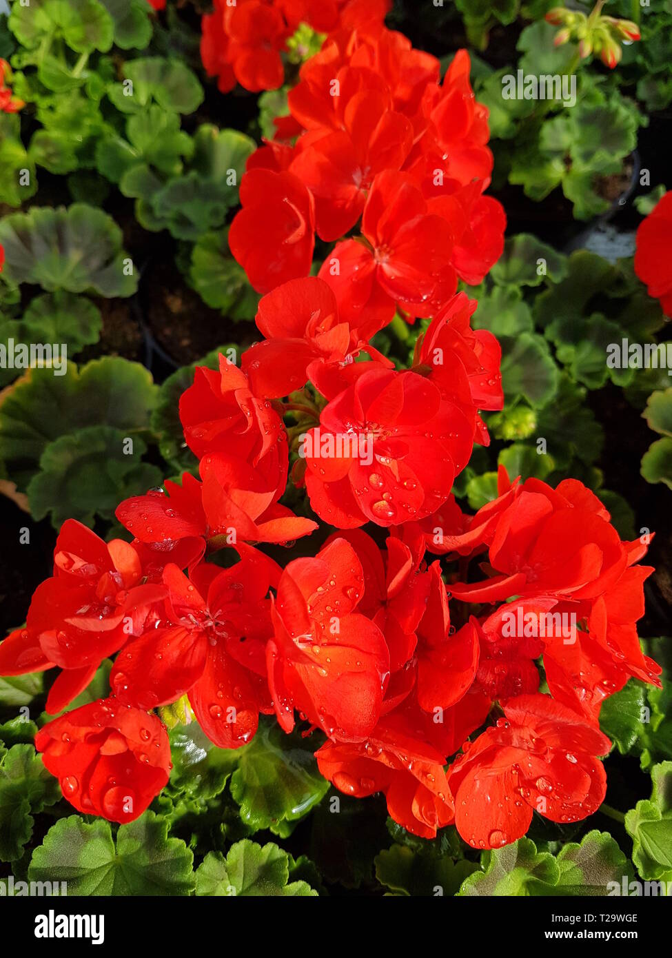 Geraniales order hi-res stock photography and images - Alamy