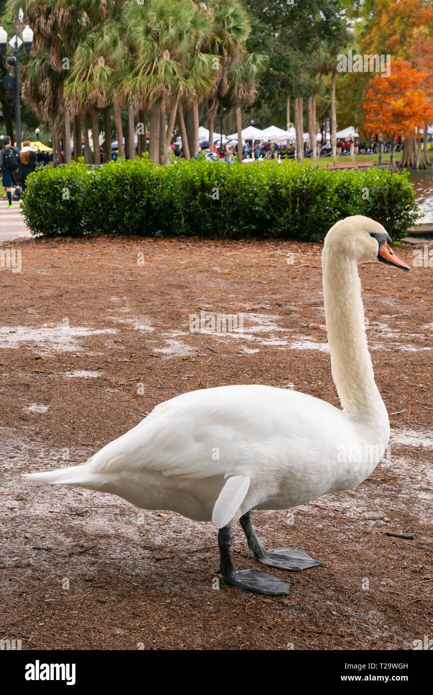 White Swan at Lake Eola Park, Downtown Orlando, Florida, United States ...
