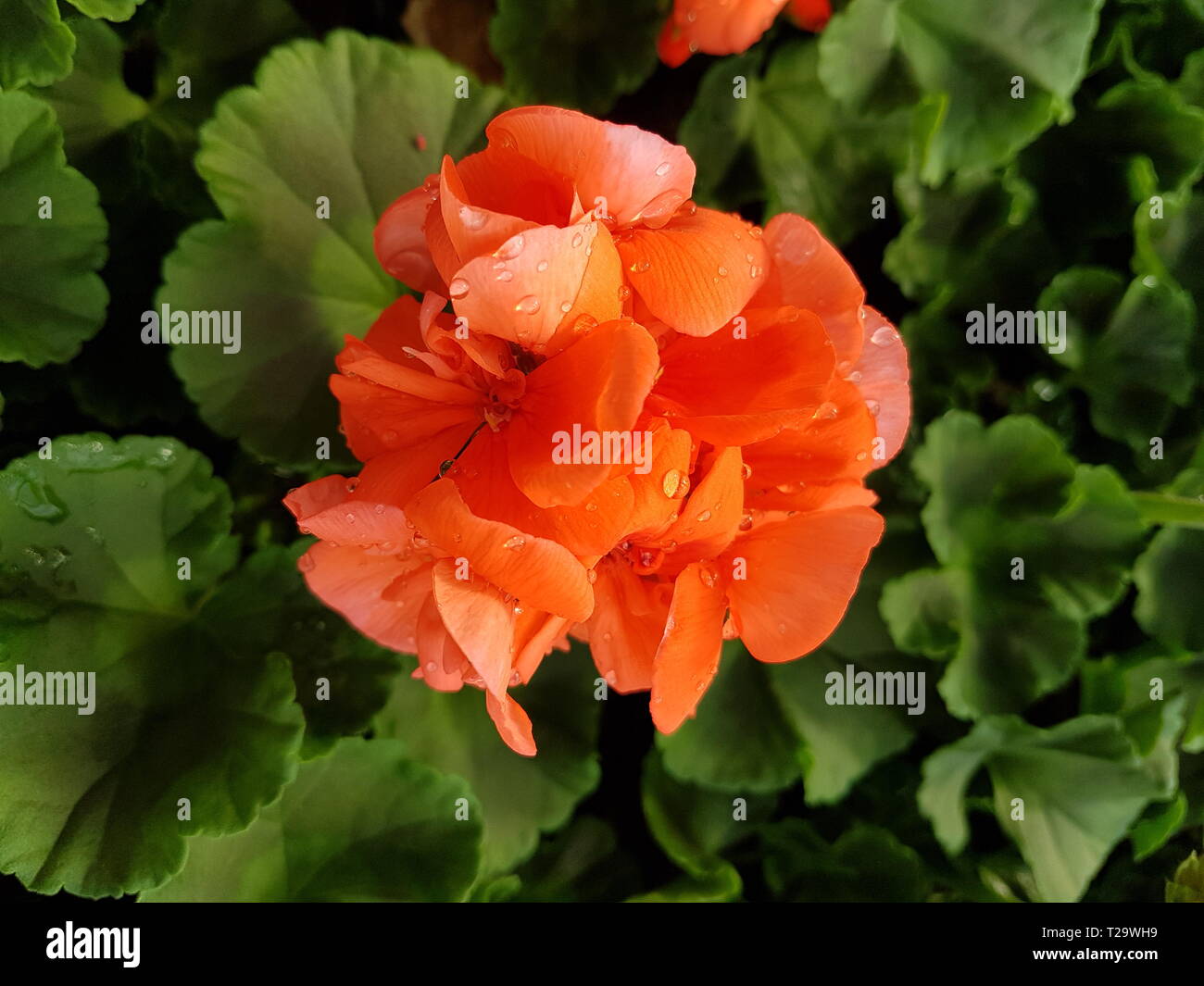 Orange pelargonium flower Stock Photo - Alamy