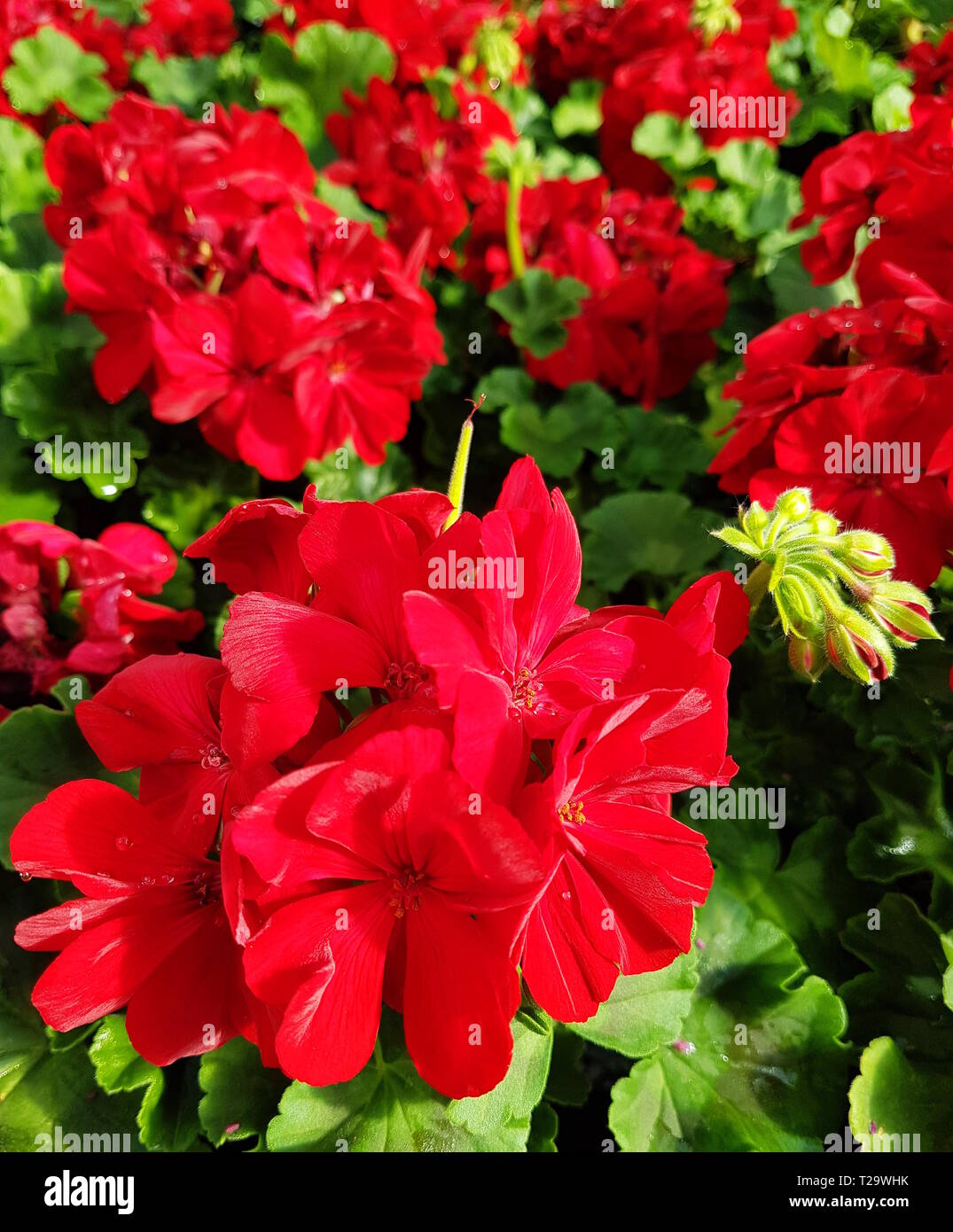 Pelargoniums red green hi-res stock photography and images - Alamy