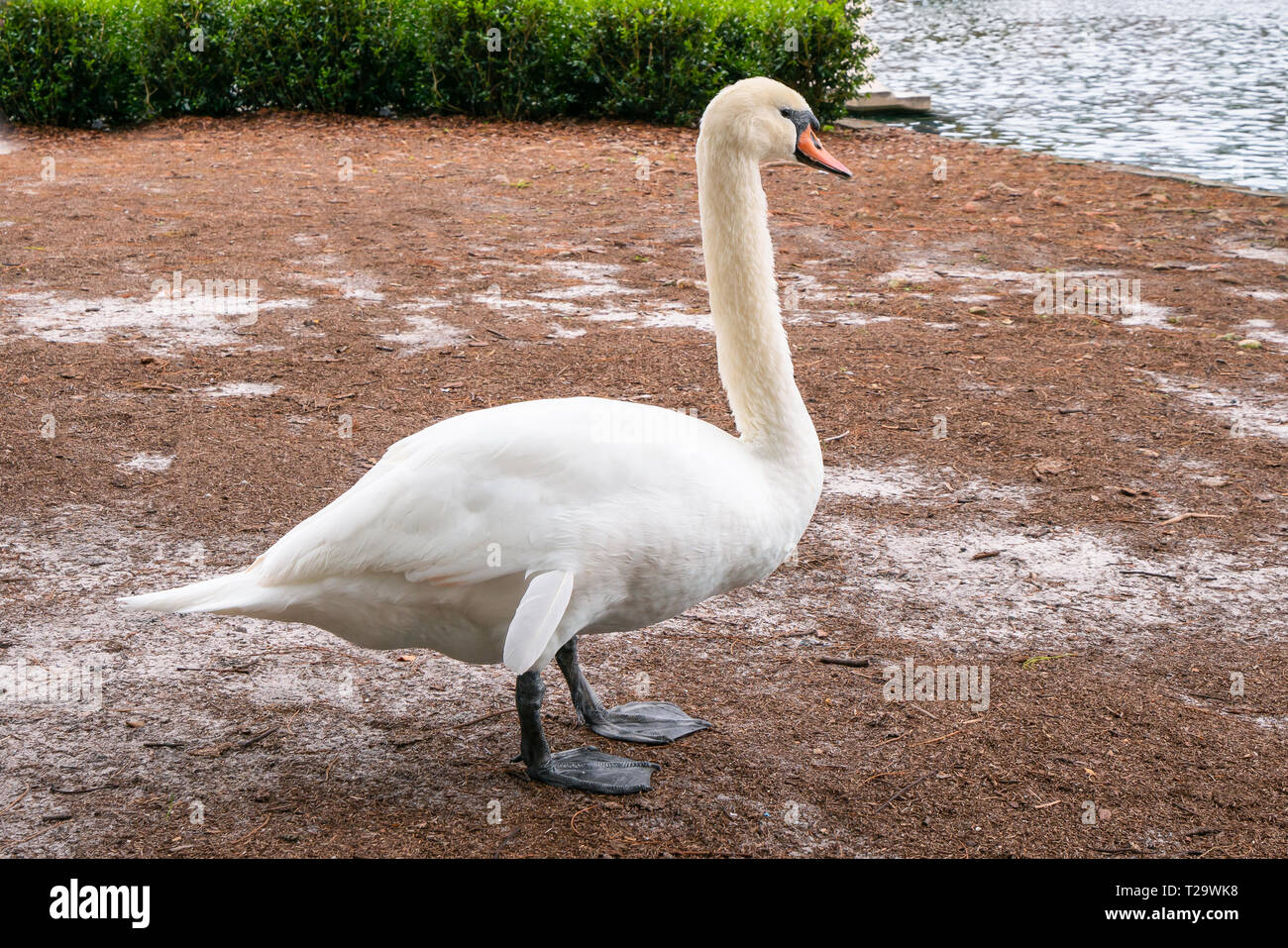 White Swan at Lake Eola Park, Downtown Orlando, Florida, United States ...