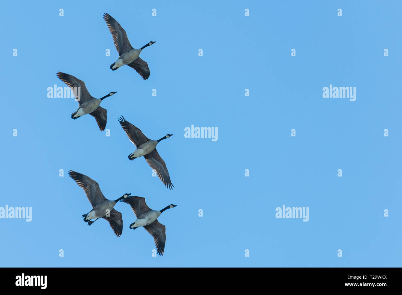 A small flock of Canadian Geese as seen in an overhead migration flight ...