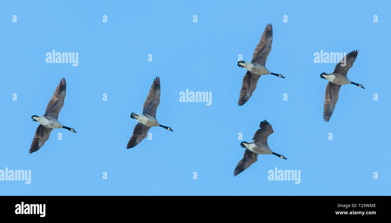 A small flock of Canadian Geese as seen in an overhead migration flight ...